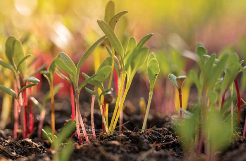 Soil Health and Organic Farming Guidebooks - Organic Farming Research ...