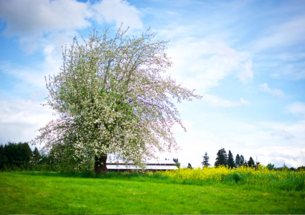 April Joy Farm - Organic Farming Research Foundation