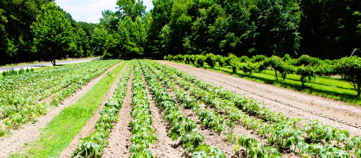 Sumpter Cooperative Farms - Organic Farming Research Foundation