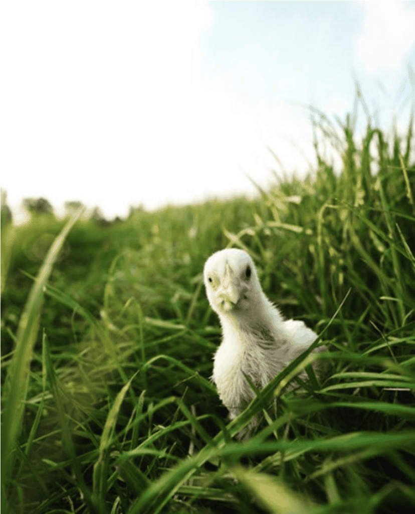Mayday Farm - Organic Farming Research Foundation