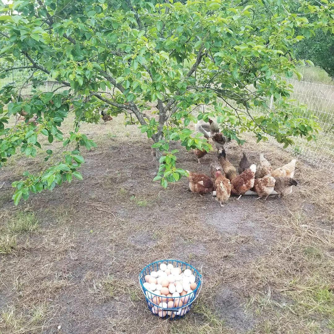 Frog Song Organics - Organic Farming Research Foundation