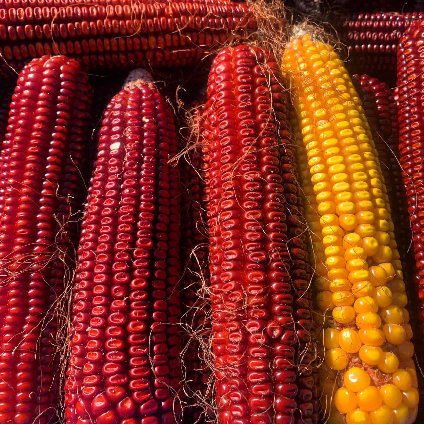 Shady Side Farm - Organic Farming Research Foundation