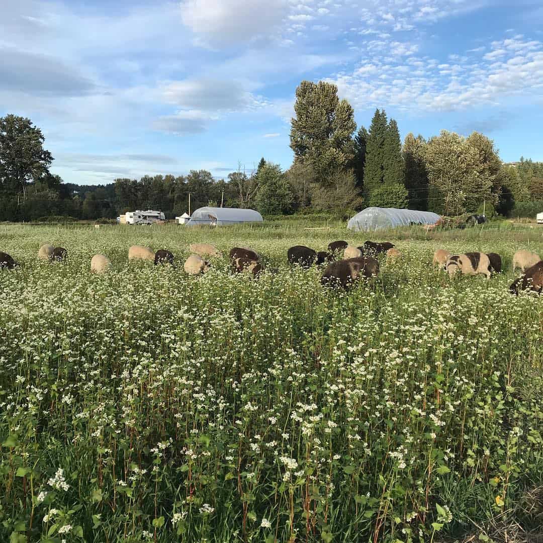 Local Color Farm and Fiber - Organic Farming Research Foundation