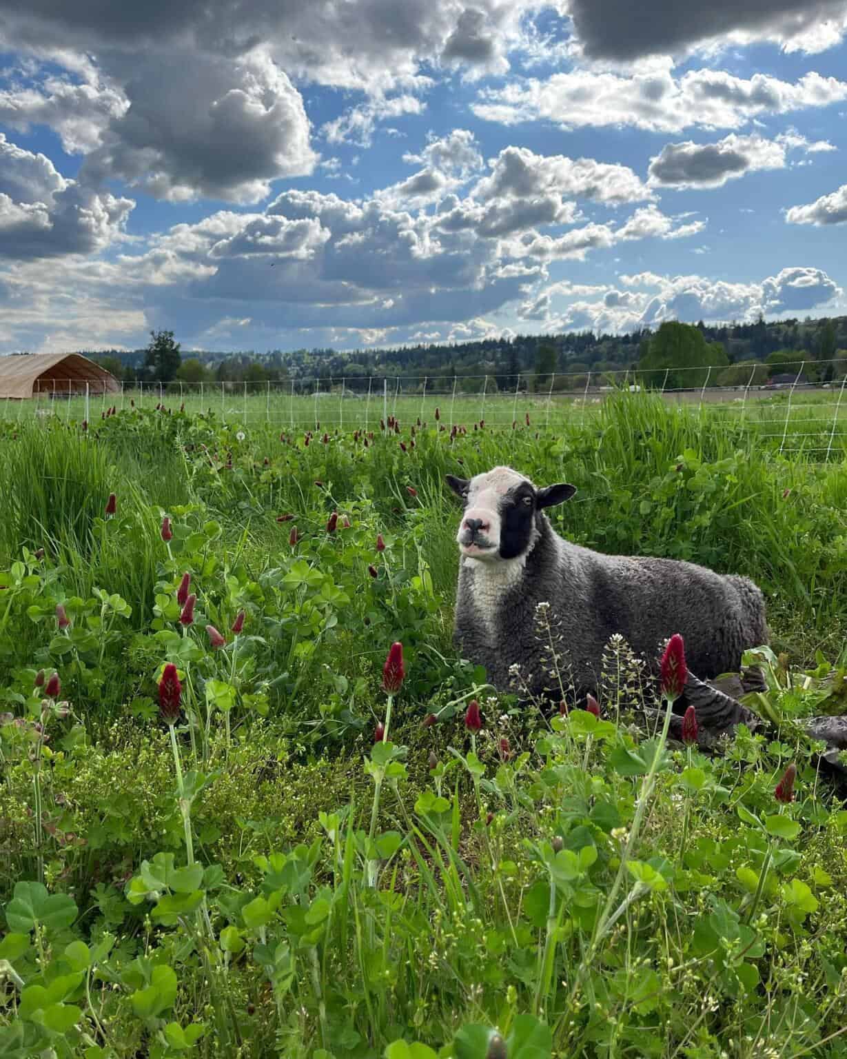 Local Color Farm and Fiber - Organic Farming Research Foundation