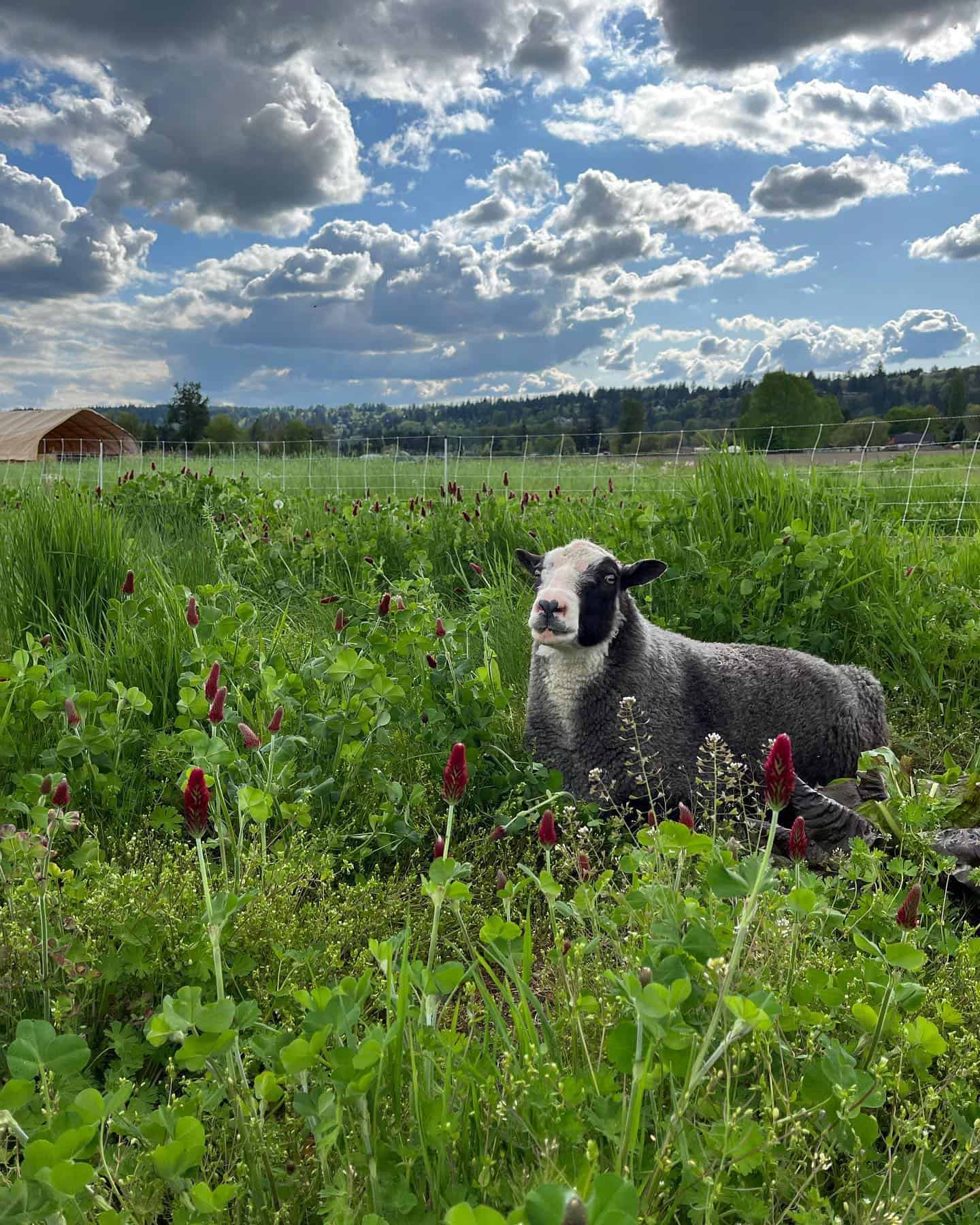 Local Color Farm and Fiber - Organic Farming Research Foundation
