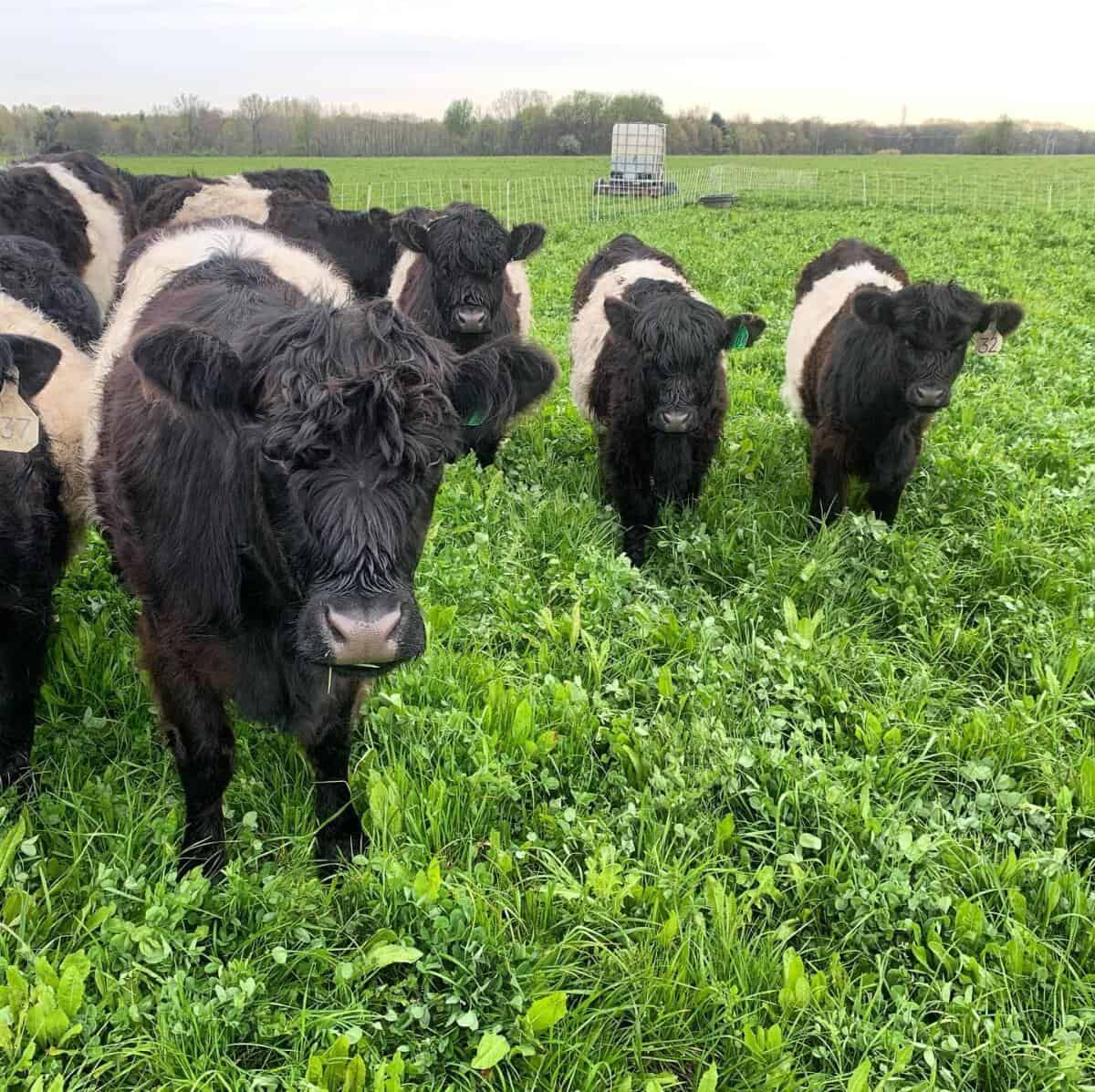 Shady Side Farm - Organic Farming Research Foundation