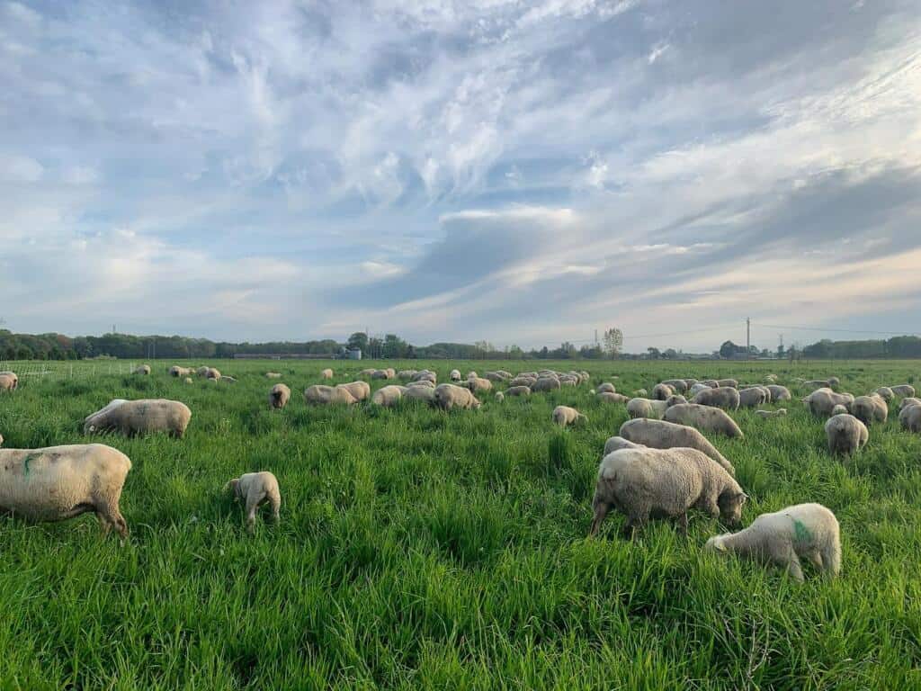 Shady Side Farm - Organic Farming Research Foundation
