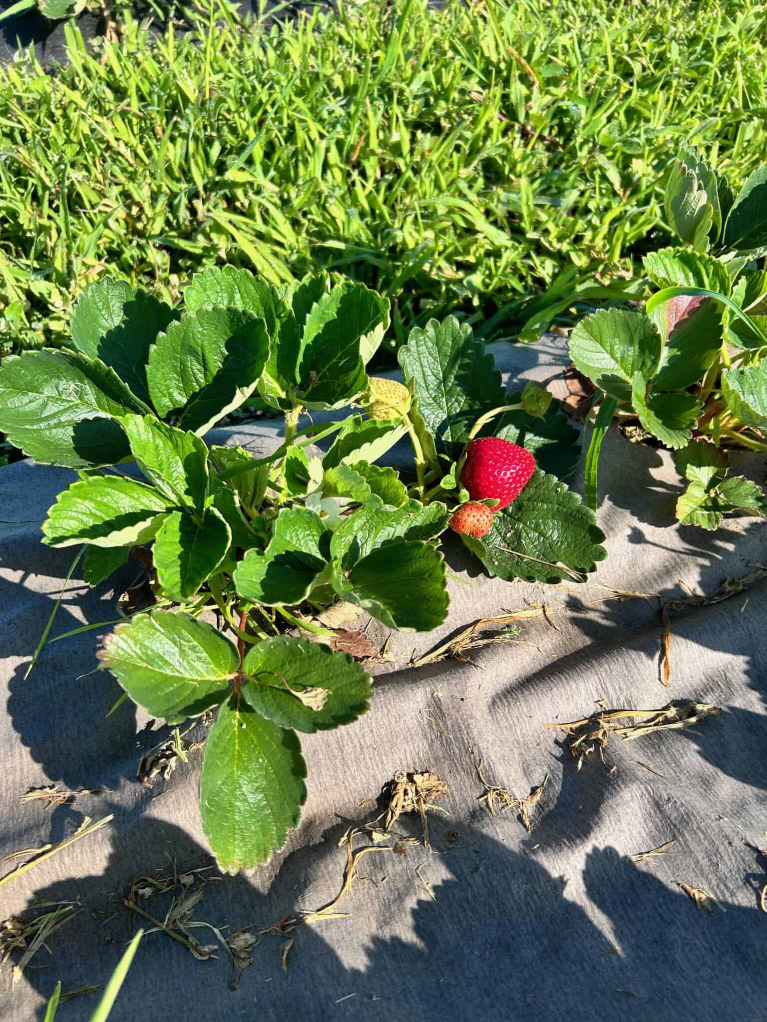 Organic Researcher Spotlight: Dr. Amaya Atucha - Organic Farming ...