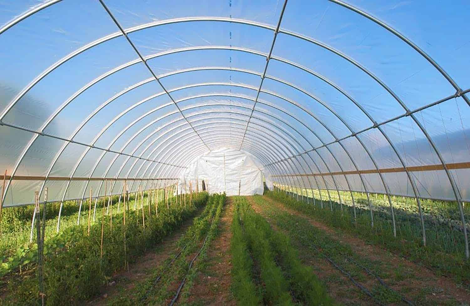 What to Know about High Tunnels for Vegetable Production in the Southeast - Organic Farming ...