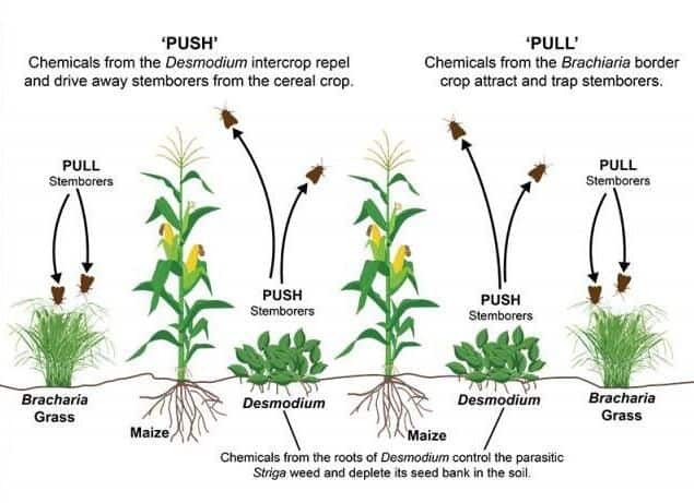 What to Know about High Tunnels for Vegetable Production in the ...