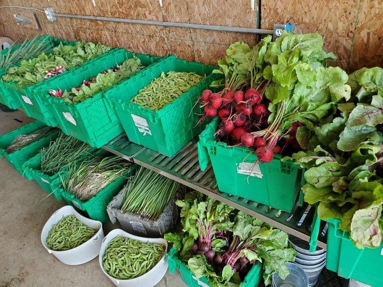 Farmer-Led Trials Program Spotlight: Green Things Farm Collective ...