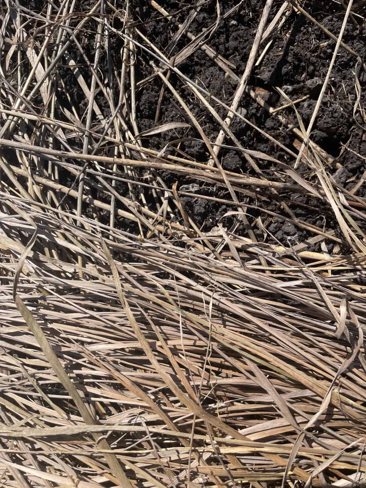 Farmer-Led Trials Program Spotlight: Verdant Phoenix Farm - Organic ...