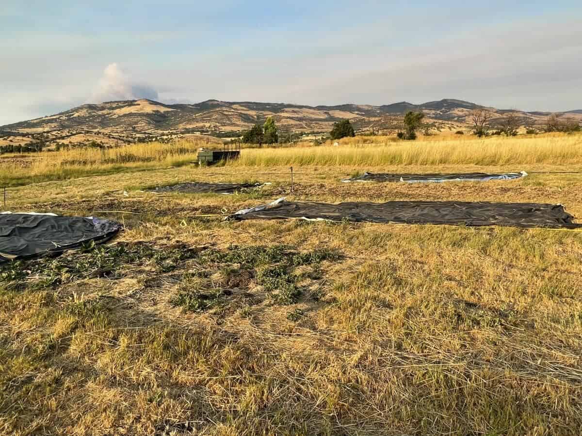 Farmer-Led Trials Program Spotlight: Verdant Phoenix Farm - Organic ...