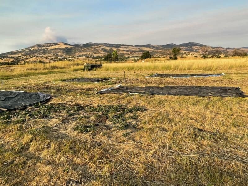 Farmer-Led Trials Program Spotlight: Verdant Phoenix Farm - Organic ...