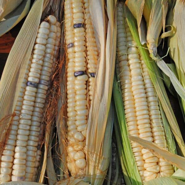 How the Growth of Organic Farming and Indigenous Food Sovereignty ...