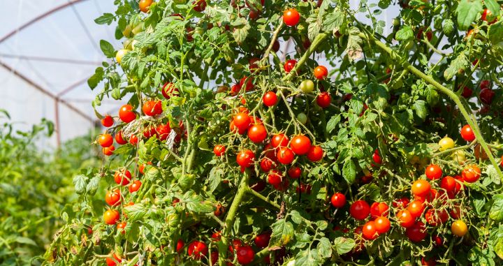 TOMI: Organic Management and Improvement of Tomatoes - Organic Farming ...